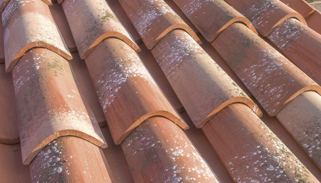 Coppo Alpino - Gruppo Industriale Tegolaia